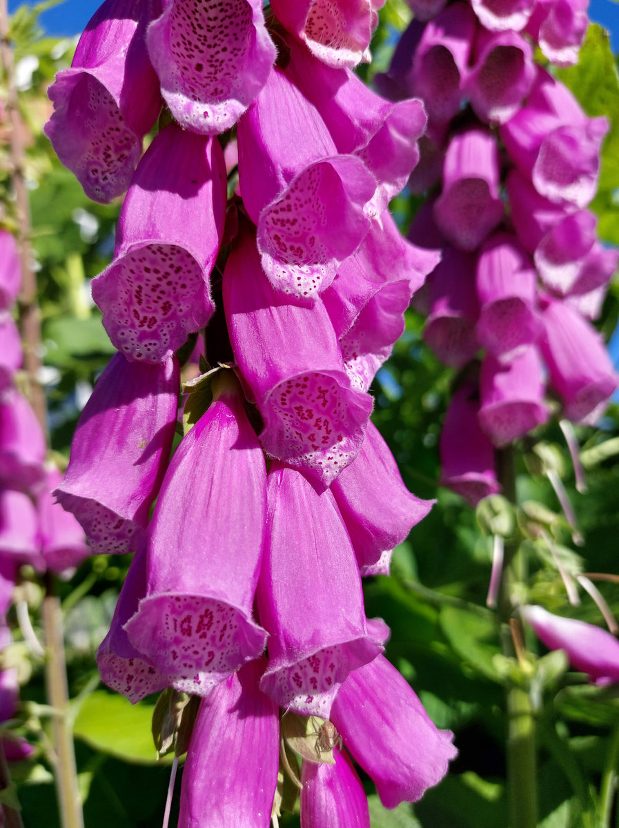 Foxgloves / digitalis - Mixed colours (Digitalis) – Lindelyst