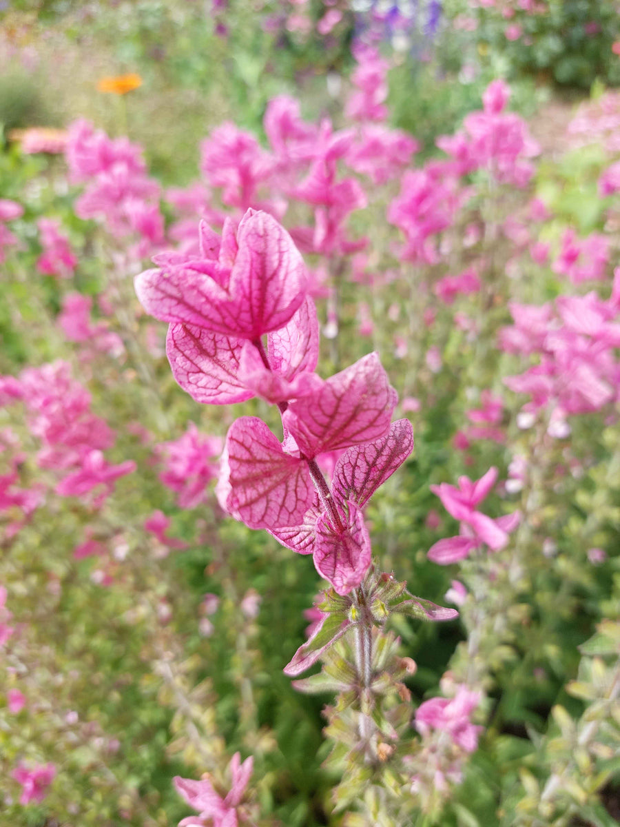 Annual clary - Pink and white (Salvia viridis) – Lindelyst
