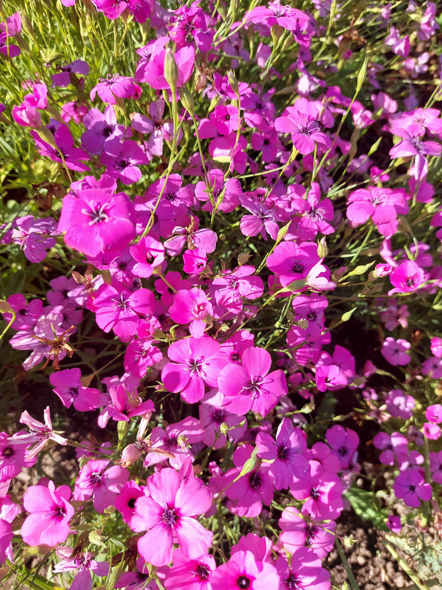 Rose of heaven (eudianthe coeli-rosa) – Lindelyst